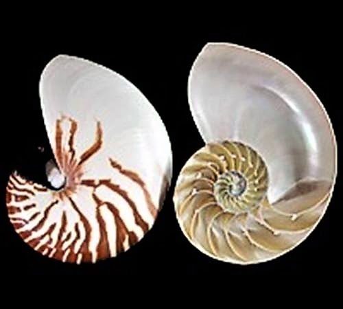 Discover the Perfect Harmony at Nautilus Estate Winery: Marlborough's ...